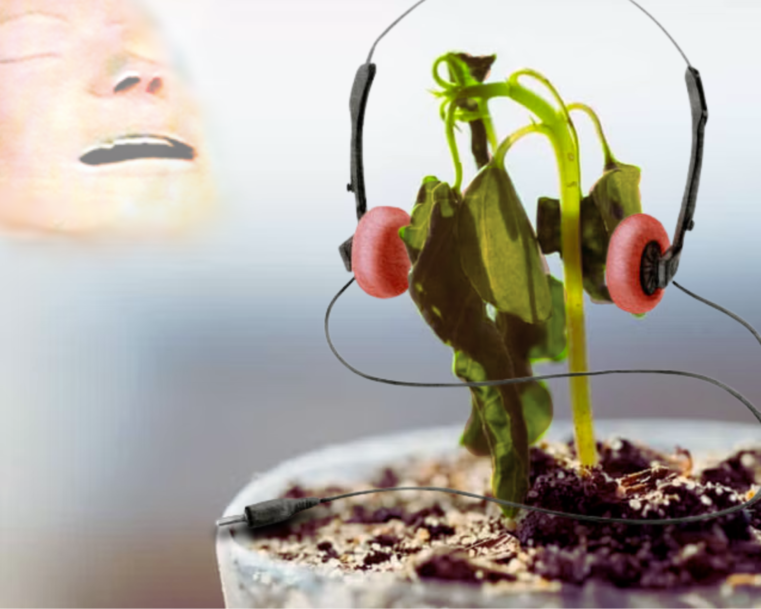 The Catastrophic Effects of Radiohead on Plant Growth - The Zamboni ...